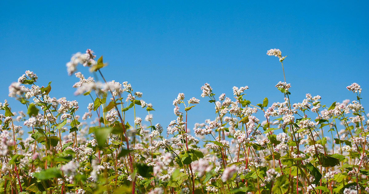 Growing Buckwheat | The Birkett Mills