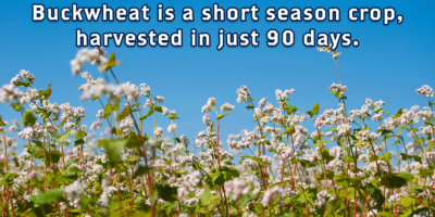 Growing Buckwheat | The Birkett Mills