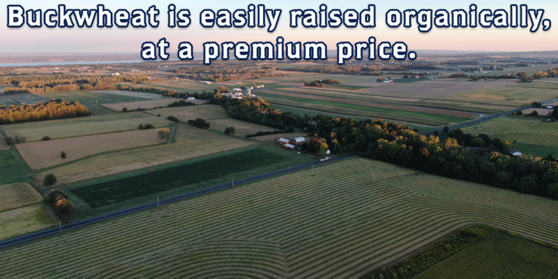 Growing Buckwheat | The Birkett Mills