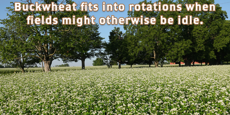 Growing Buckwheat | The Birkett Mills