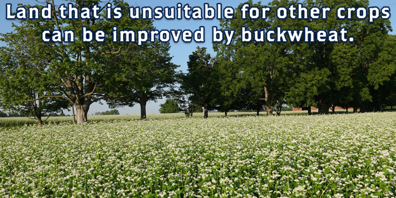 Growing Buckwheat | The Birkett Mills
